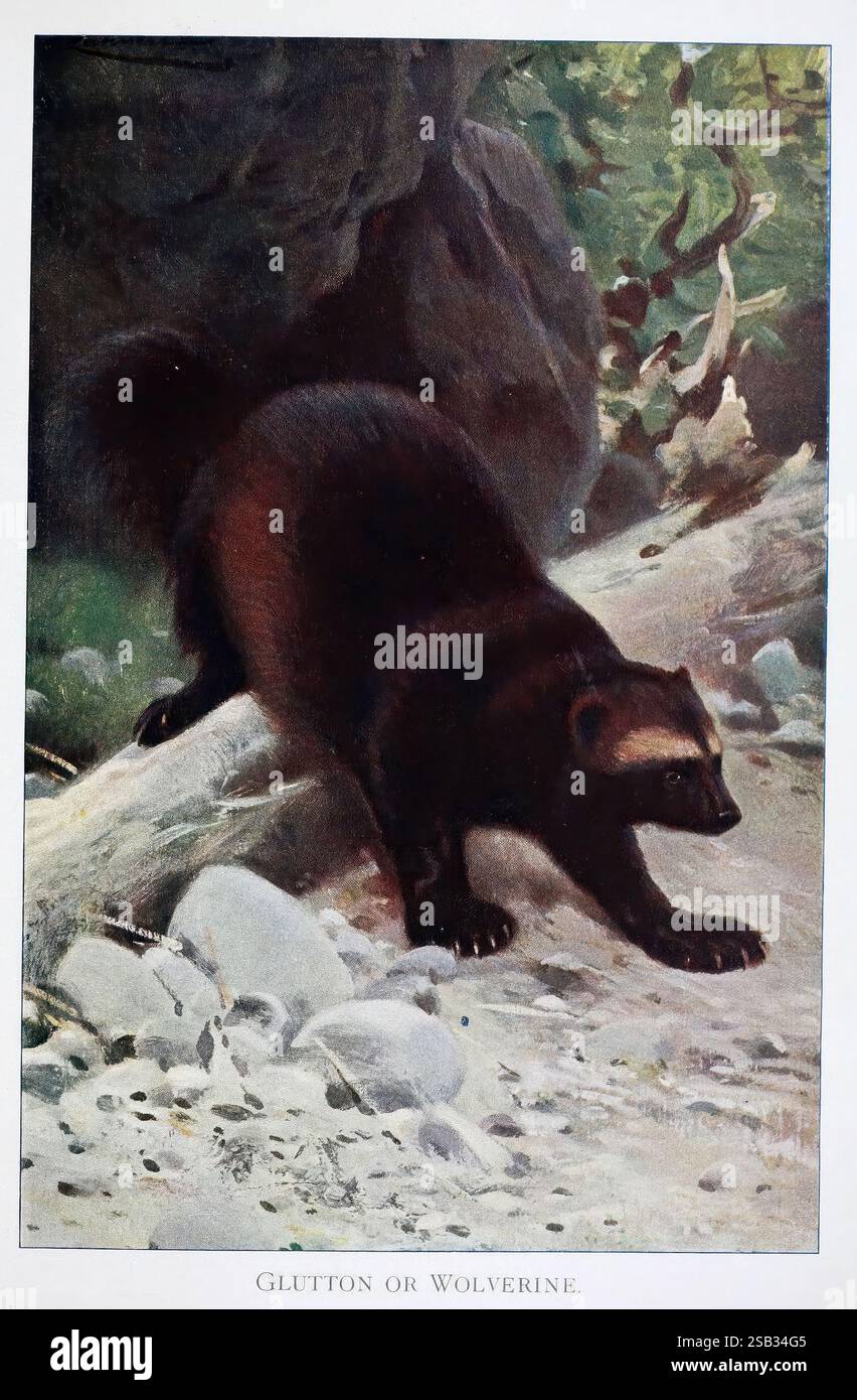 Wolverines role hi-res stock photography and images - Alamy