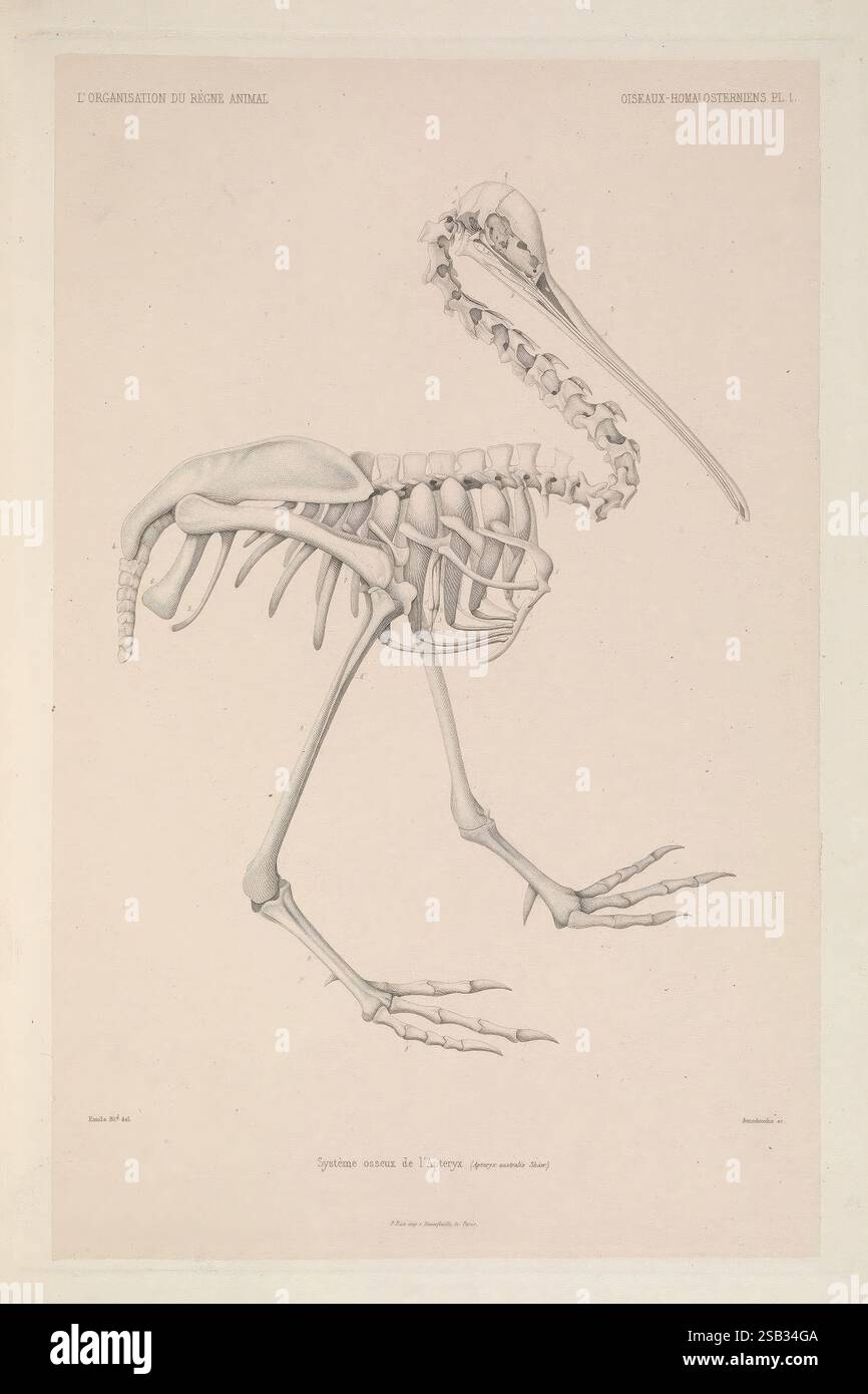 Birds unique skeletal adaptations hi-res stock photography and images ...