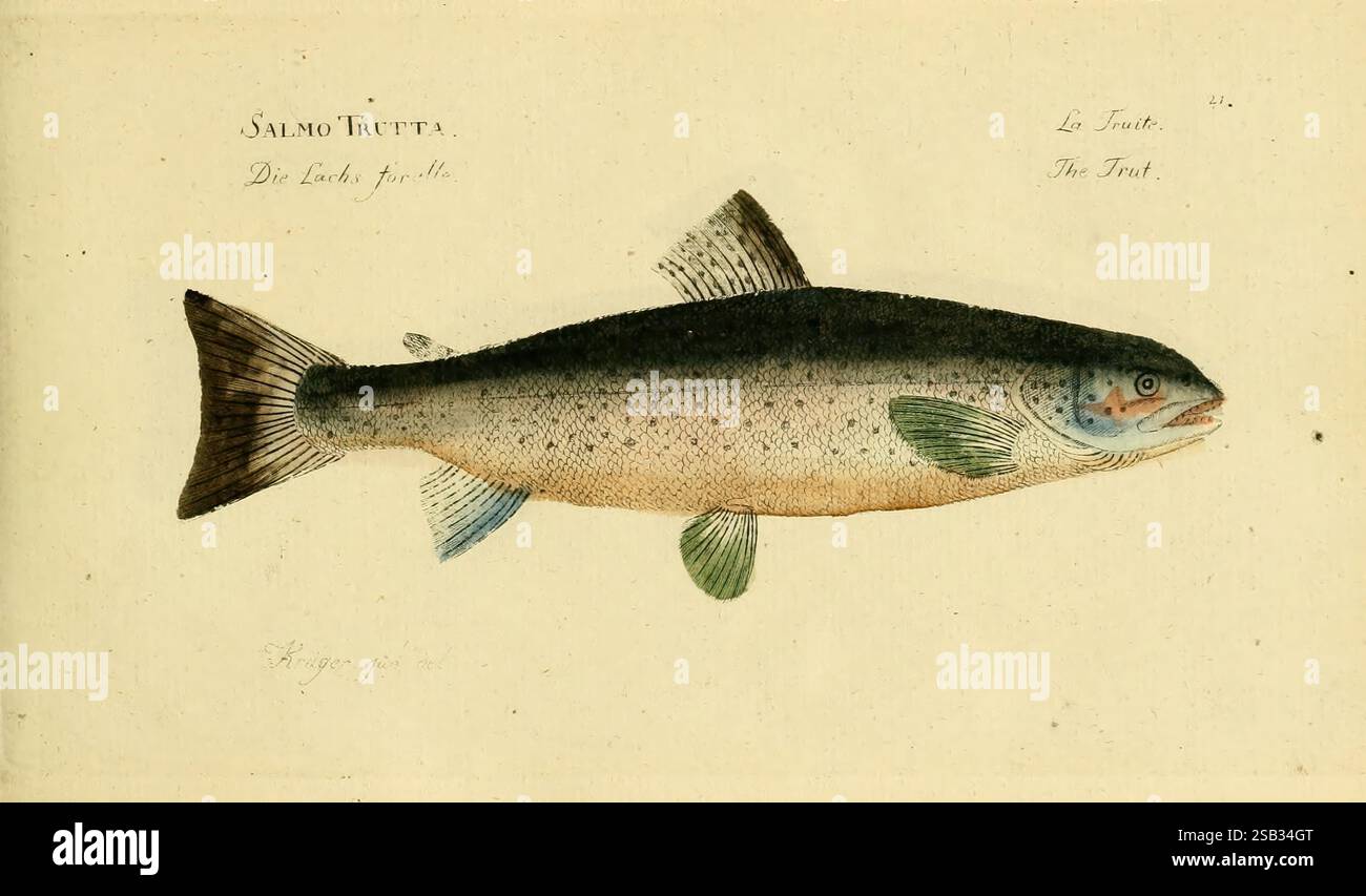 Fishs common names hi-res stock photography and images - Alamy