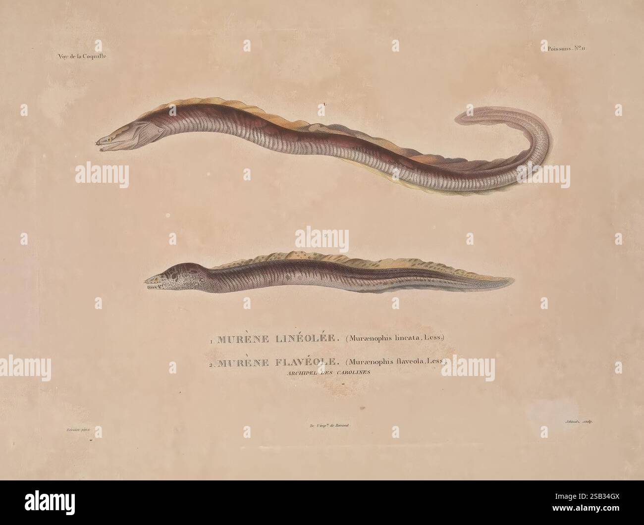 Voyage autour du monde, Paris, Arthus Bertrand, 1825-1830 [i.e. 1838 ...