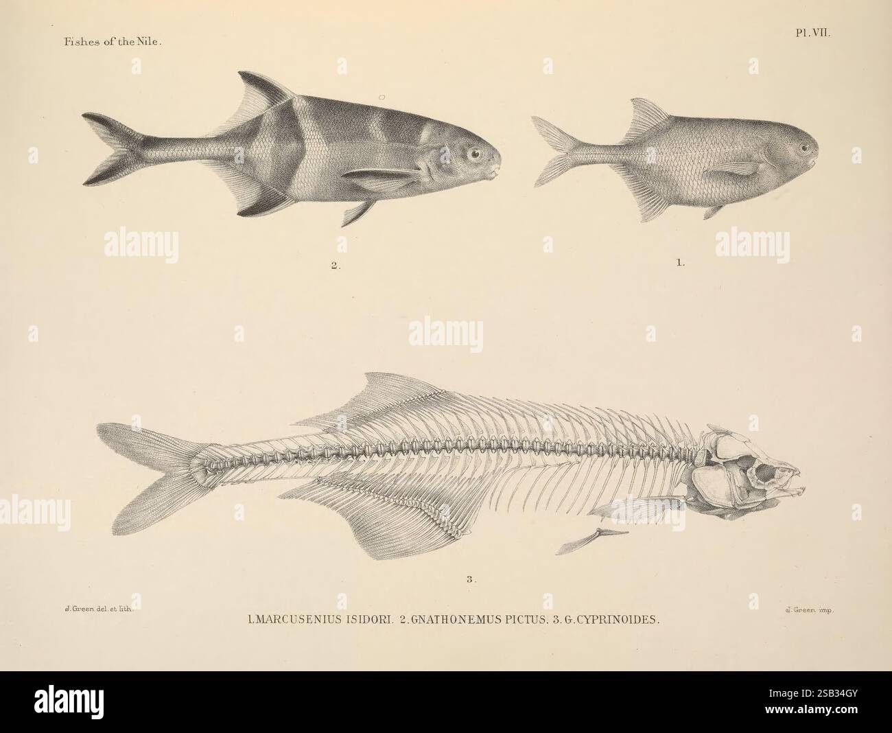 The fishes of the Nile London, Pub. for the Egyptian government by H ...