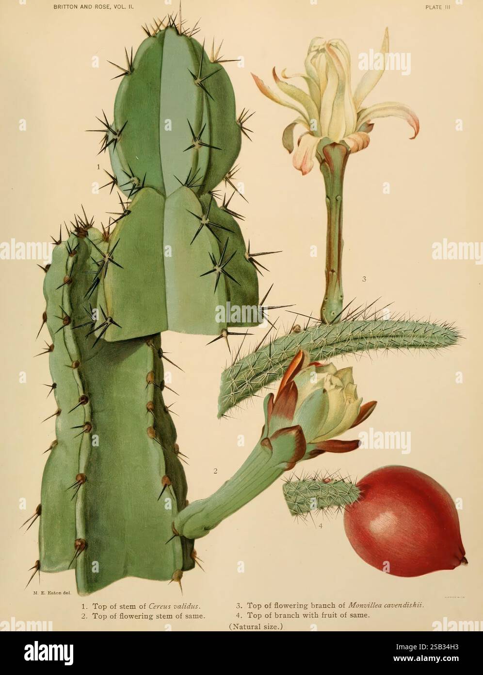 Includes detailed labeled sections hi-res stock photography and images ...