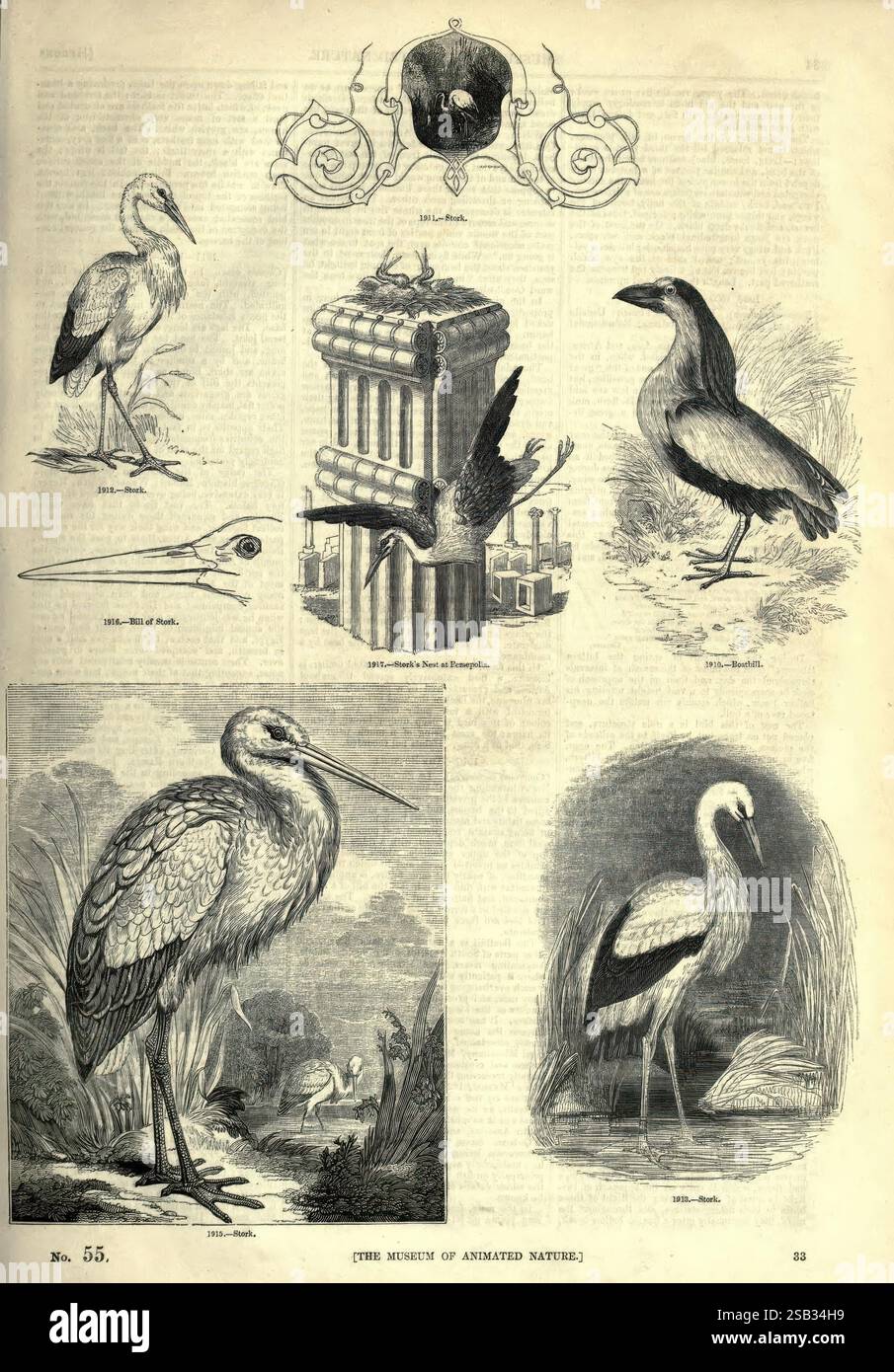 The, Pictorial, Museum, of, Animated, Nature, London, C. Cox, [1844 ...