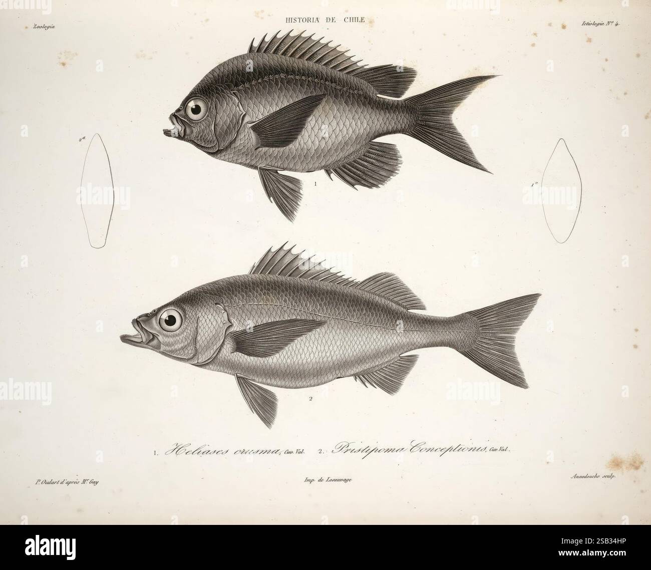 Upper fish prominently displays hi-res stock photography and images - Alamy