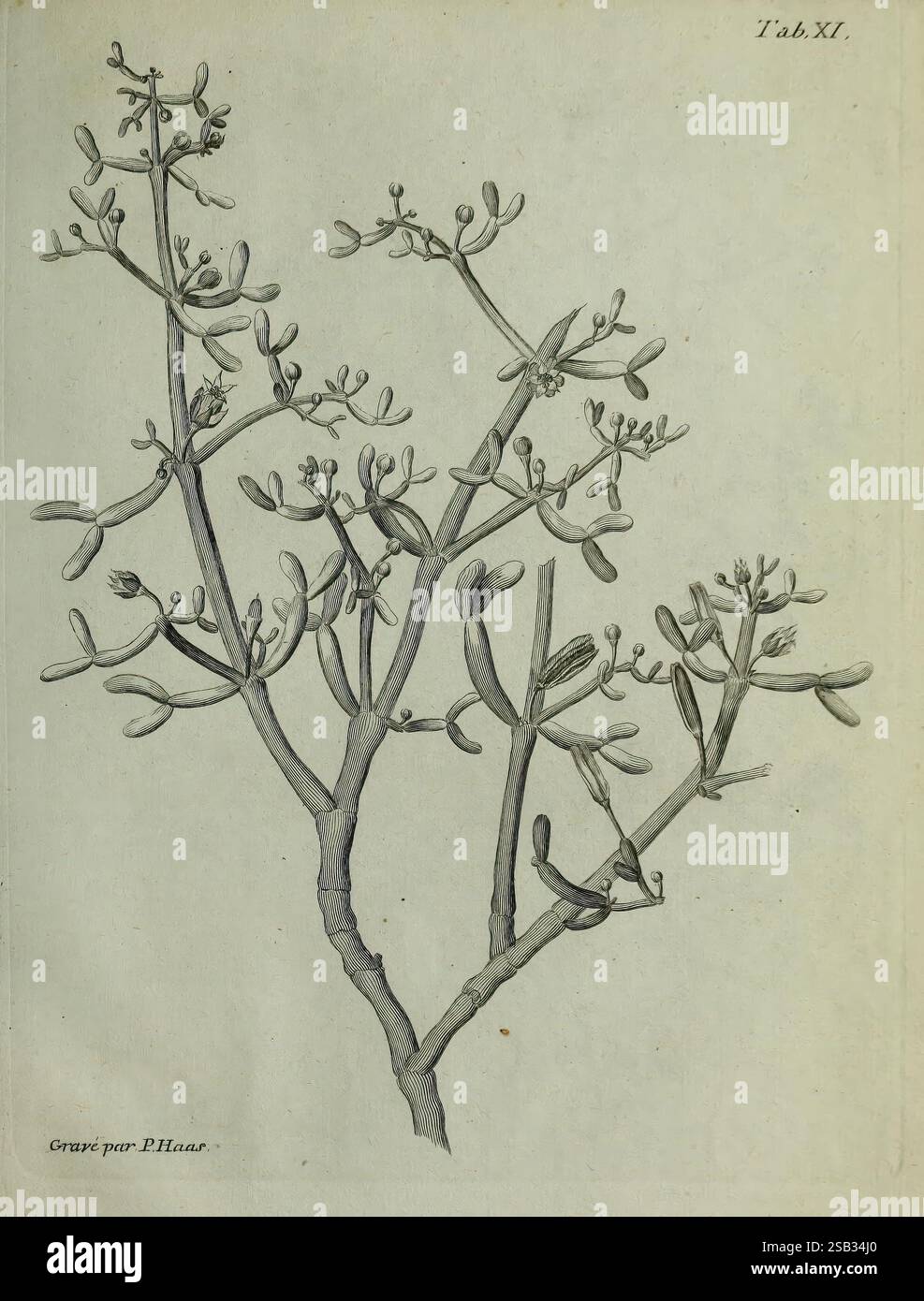 Engravers attribution hi-res stock photography and images - Alamy