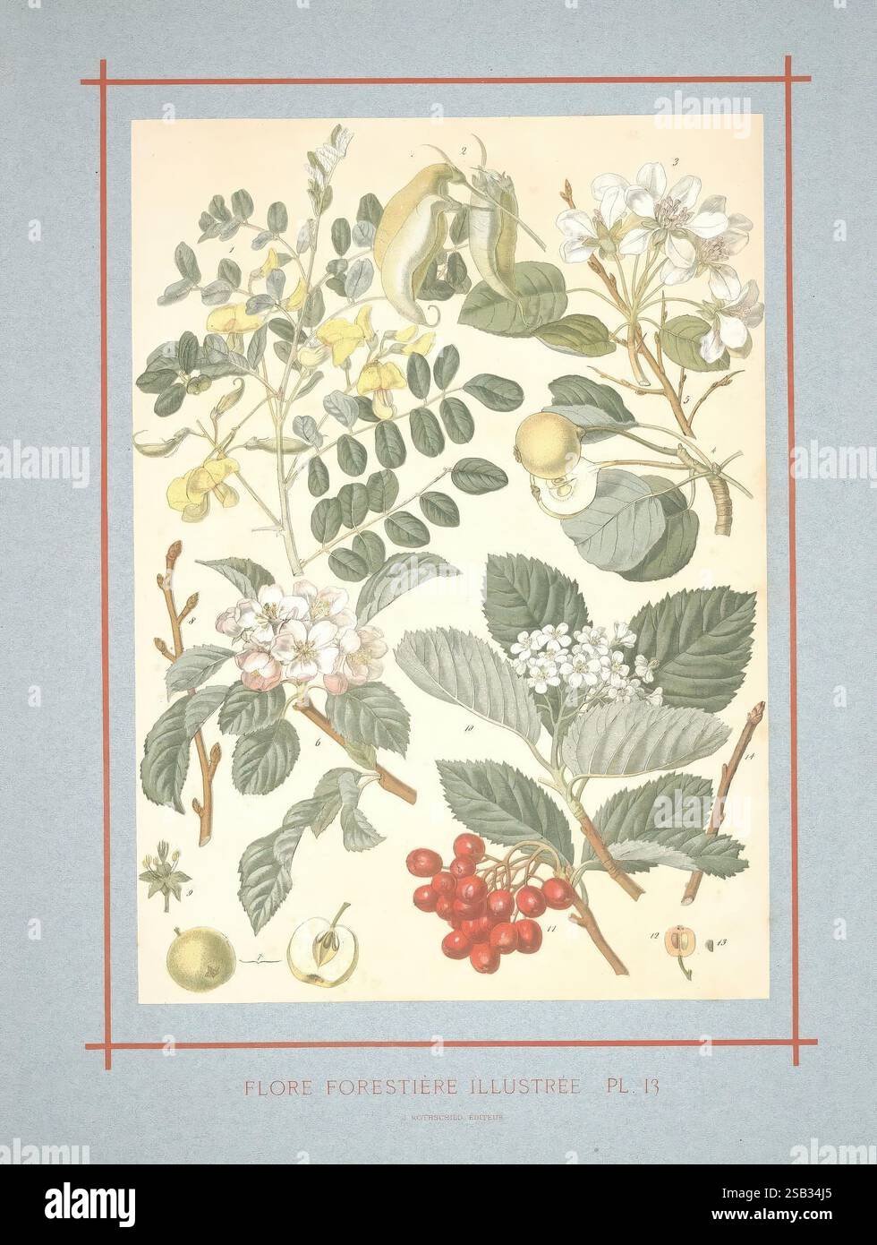 Flore forestière, Paris, J. Rothschild, 1872, Europe, forest plants ...