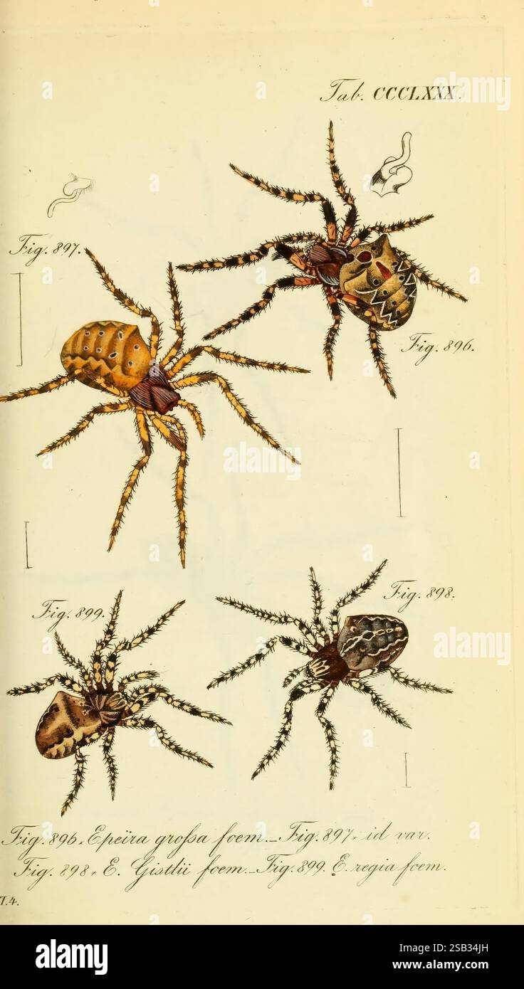 Illustrating different body shapes hi-res stock photography and images ...