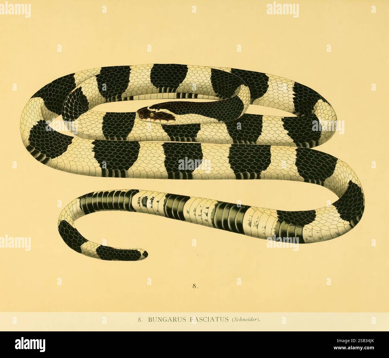 Snakes striking appearance hi-res stock photography and images - Alamy