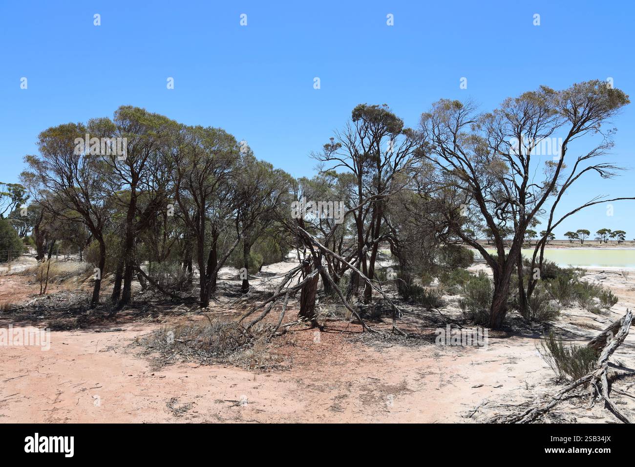 Dry bushes growing in hi-res stock photography and images - Alamy