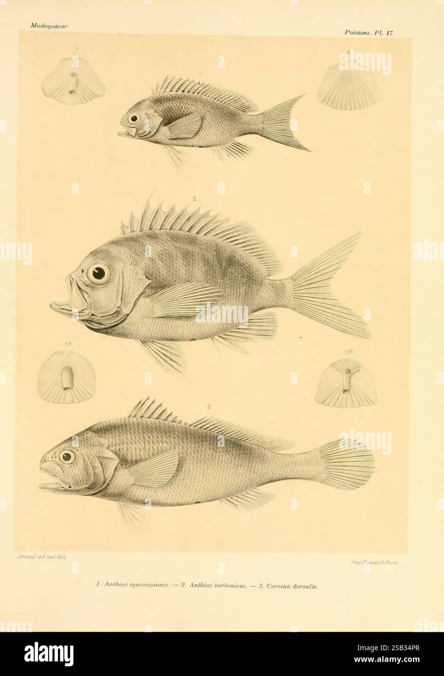 Structure of a fish scale hi-res stock photography and images - Alamy