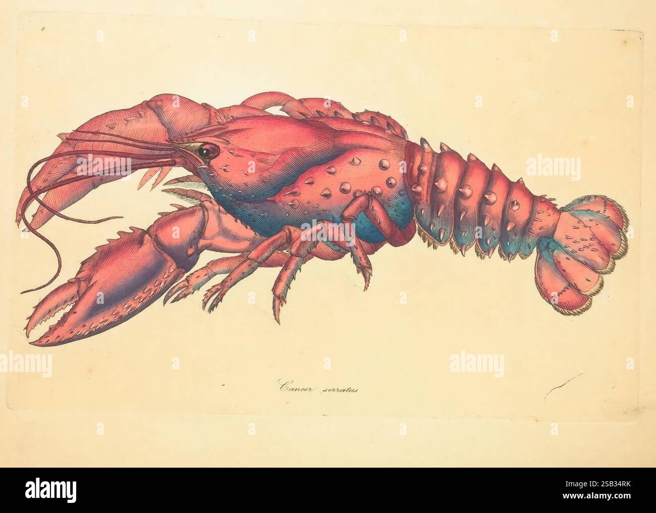 Distinctive claw structure hi-res stock photography and images - Alamy