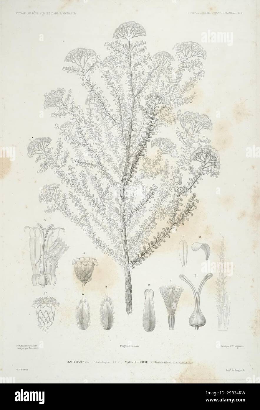 Meticulous representation of plant morphology hi-res stock photography ...