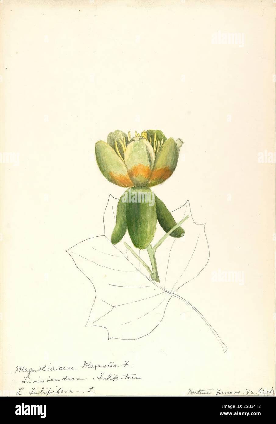 Elegantly overlap hi-res stock photography and images - Alamy