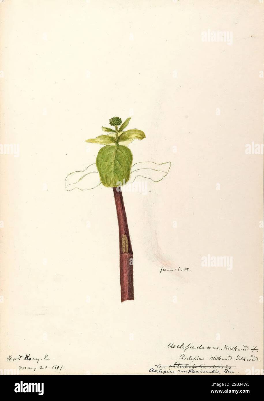 Supporting rounded leaves hi-res stock photography and images - Alamy