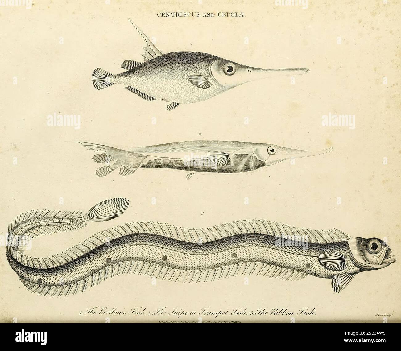Illustration depicts three distinct marine creatures hi-res stock ...