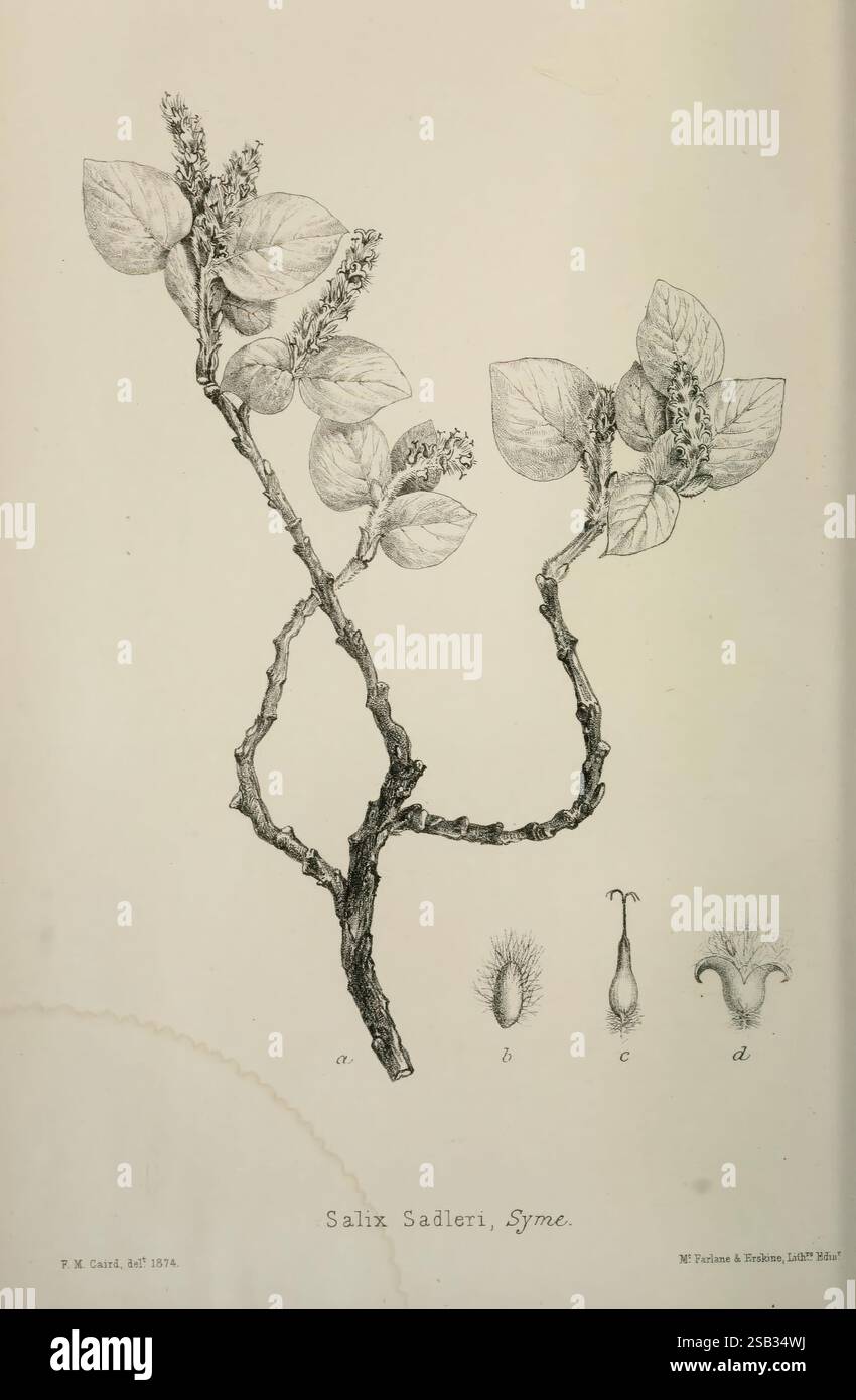 Represent various reproductive structures hi-res stock photography and ...