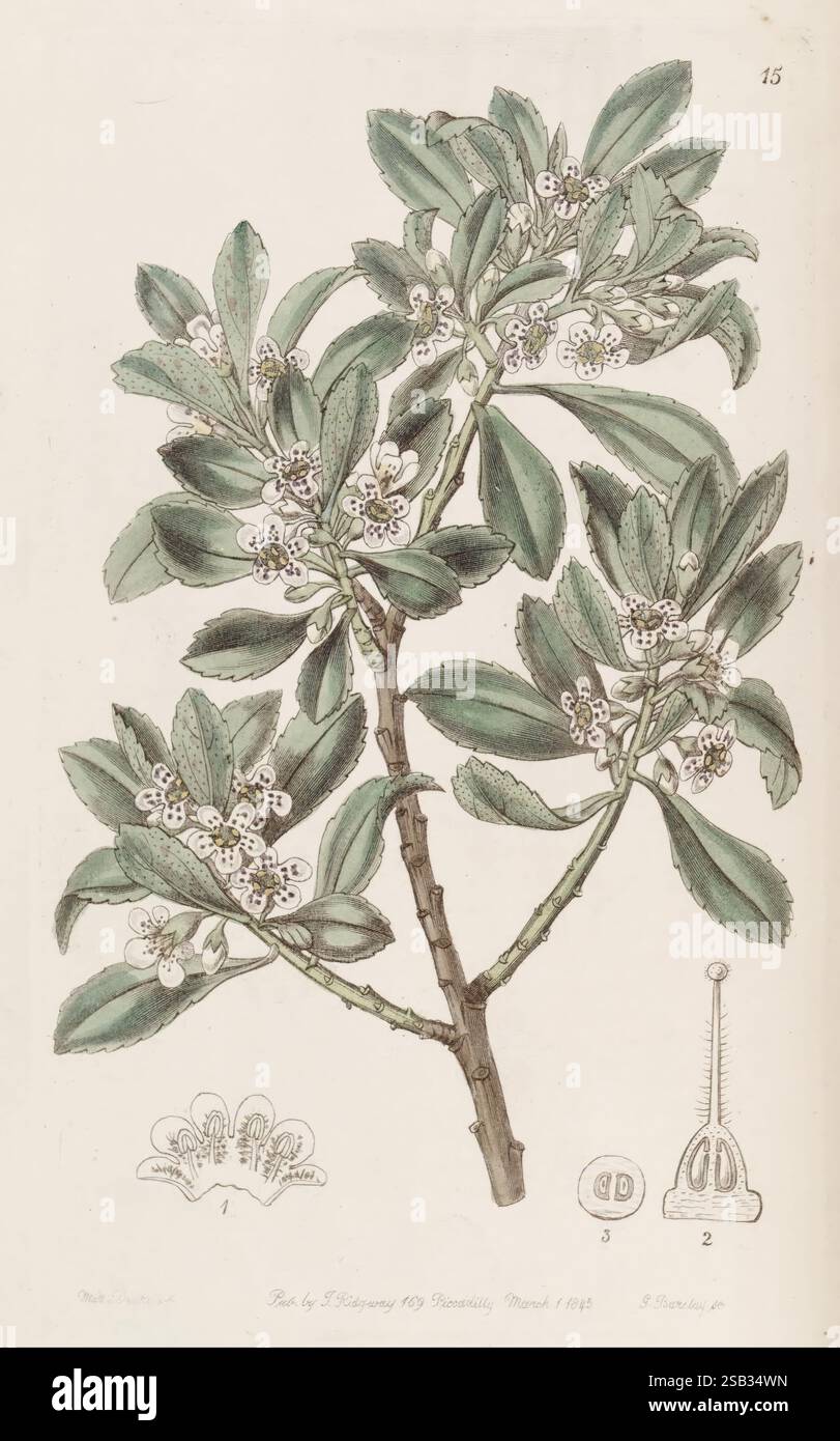 Edwards's botanical register. London, James Ridgway, 1829-1847, 1829 ...