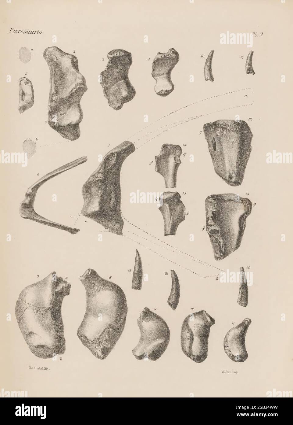 A history of British fossil reptiles, London, Cassell & company limited ...