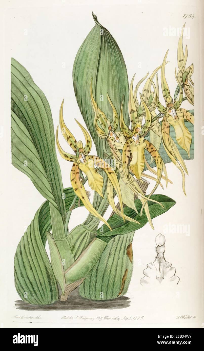 Plant introduction plants ornamental 20 sarah ann drake 2 women hi-res ...