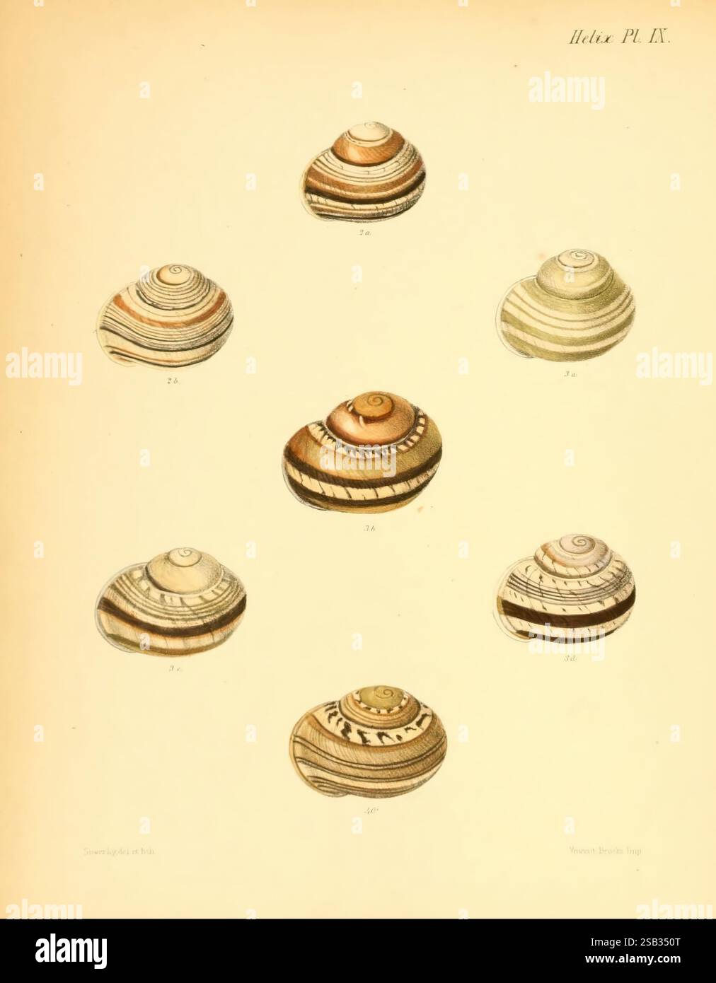 Conchologia Iconica, or Illustrations of the Shells of Molluscous ...