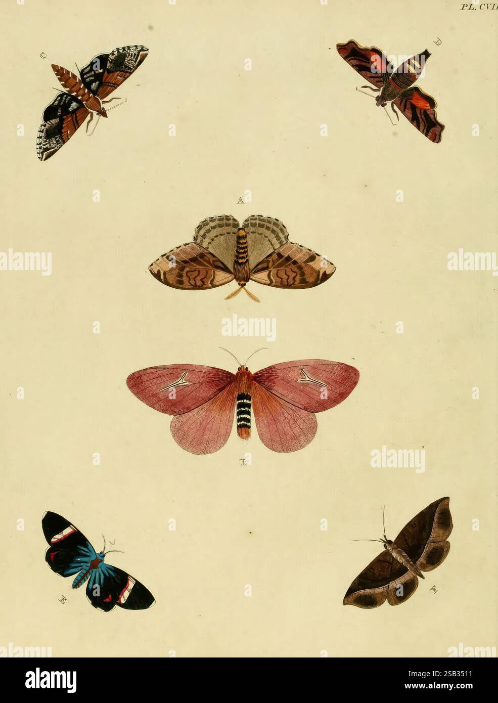 Bold dark markings hi-res stock photography and images - Alamy