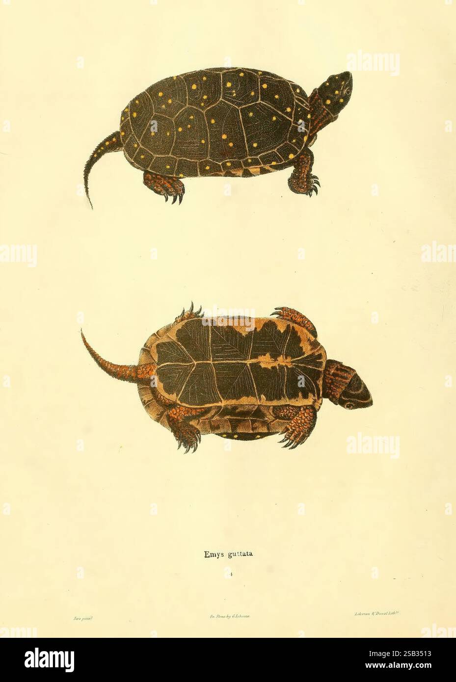 North American herpetology. v.2. Philadelphia, J. Dobson, 1836-1840 ...