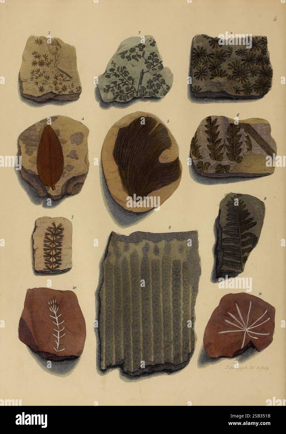 Showcase different fossil imprints hi-res stock photography and images ...