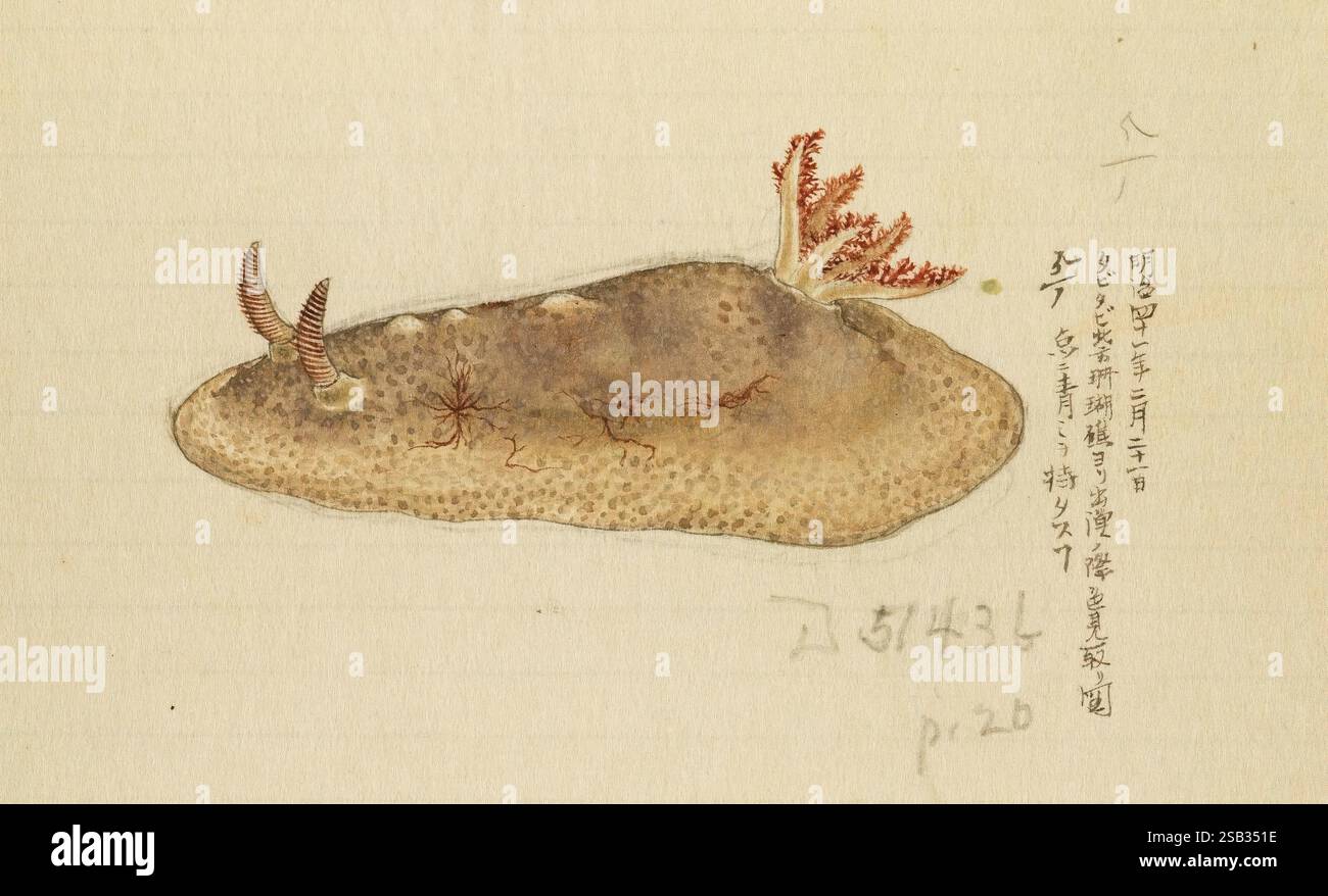 Notes and description of specimens collected on the Philippine ...