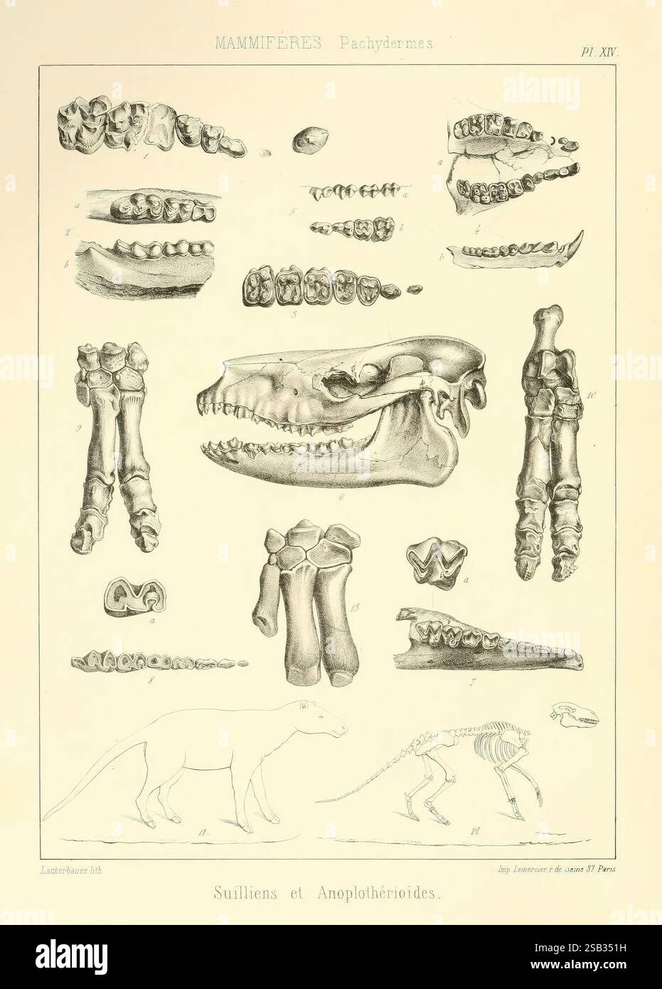 Highlighting evolutionary characteristics hi-res stock photography and ...