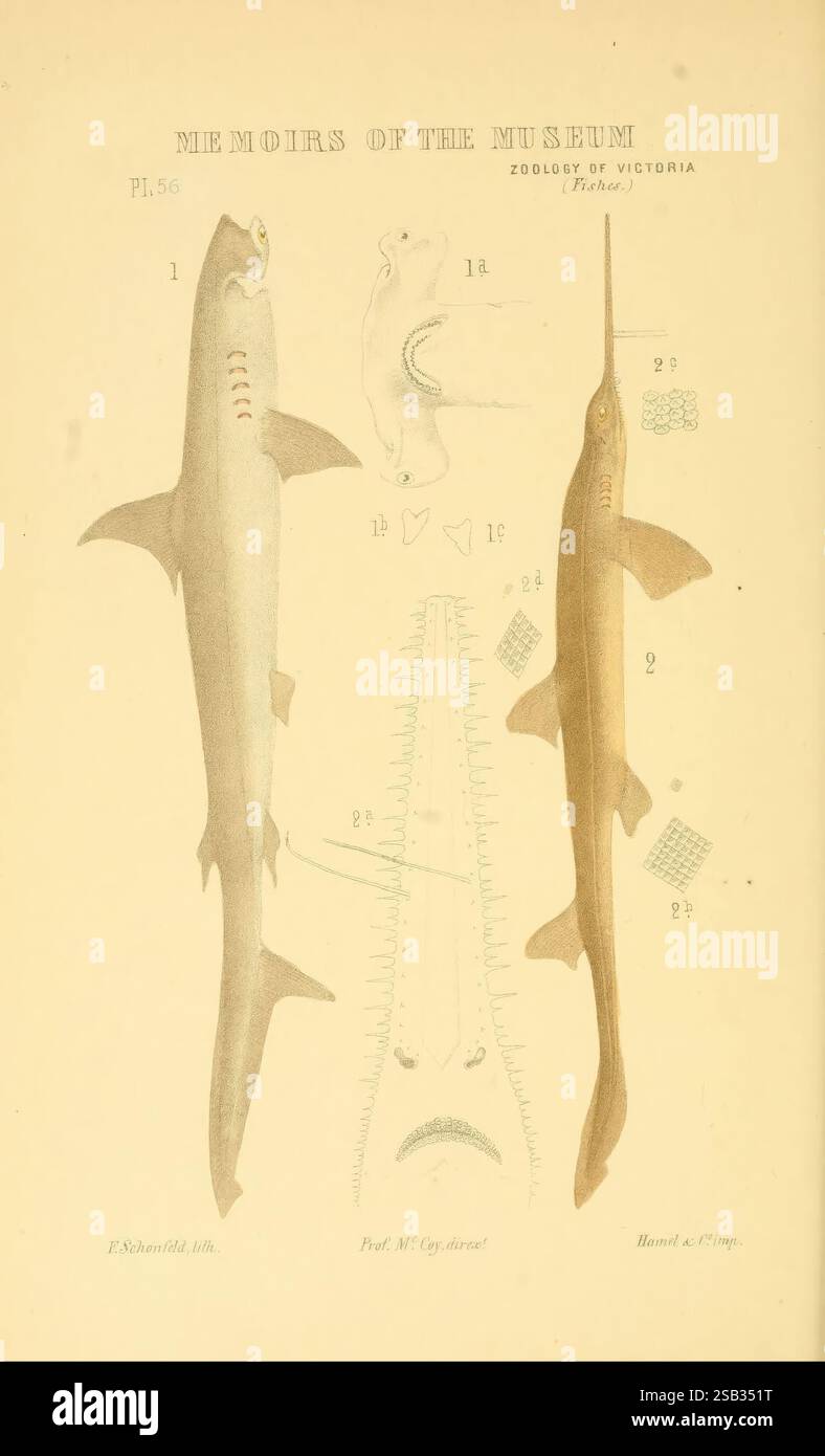 Common australian sawfish hi-res stock photography and images - Alamy