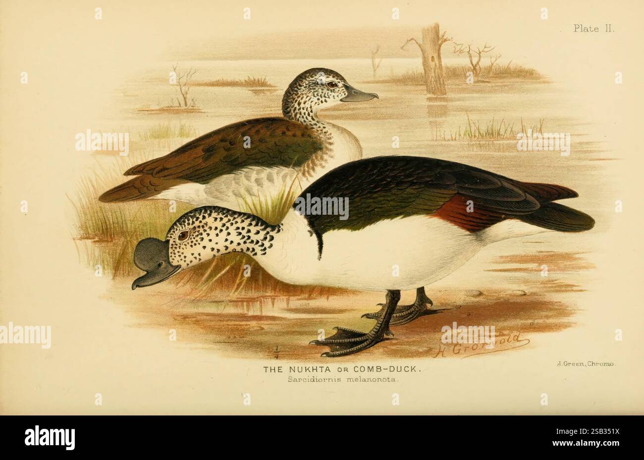 The Indian ducks and their allies [Bombay], Published by the Bombay ...
