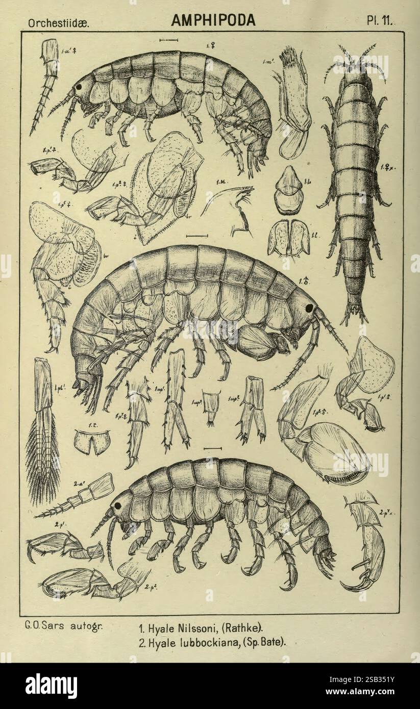 Labeled diagram features different organisms hi-res stock photography ...