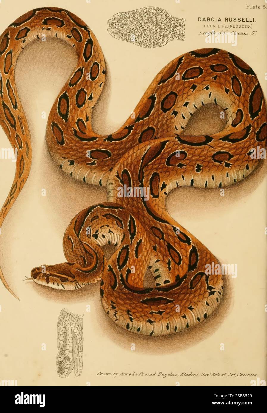 The poisonous snakes of India. London: J. & A. Churchill, 1878. India ...