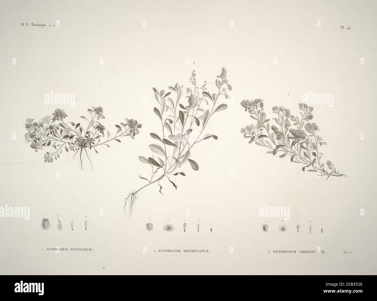 A botanical illustration featuring three distinct species of plants ...