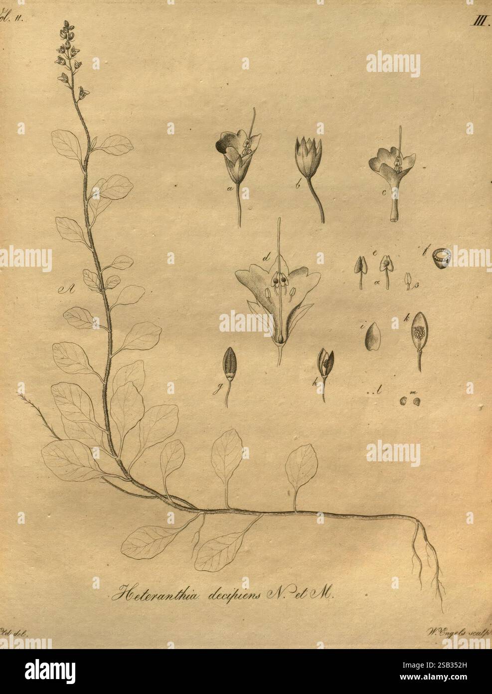 Annotated outline hi-res stock photography and images - Alamy