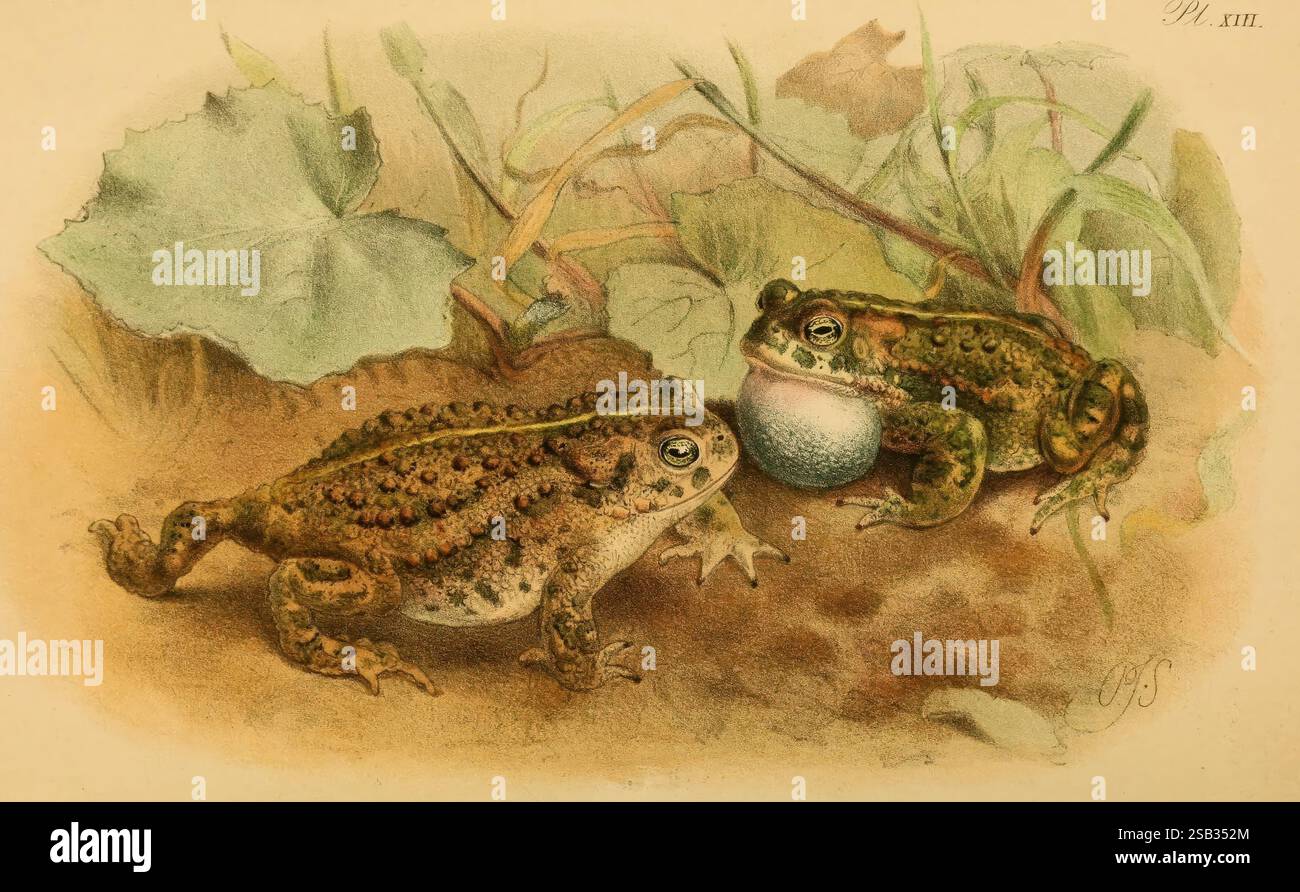 Frog prominently inflating hi-res stock photography and images - Alamy