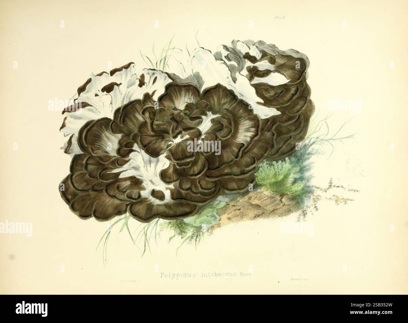 Illustrations of British mycology London Reeve Benham and Reeve 1847-55 ...