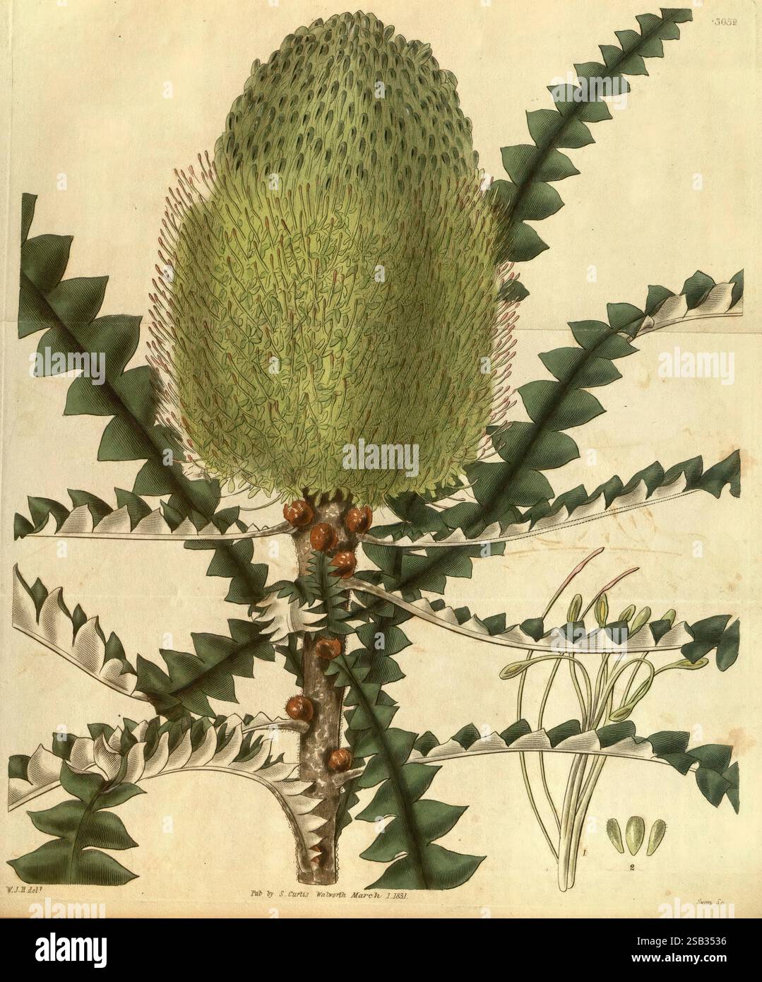 Curtis's Botanical Magazine London New York botany periodicals ...