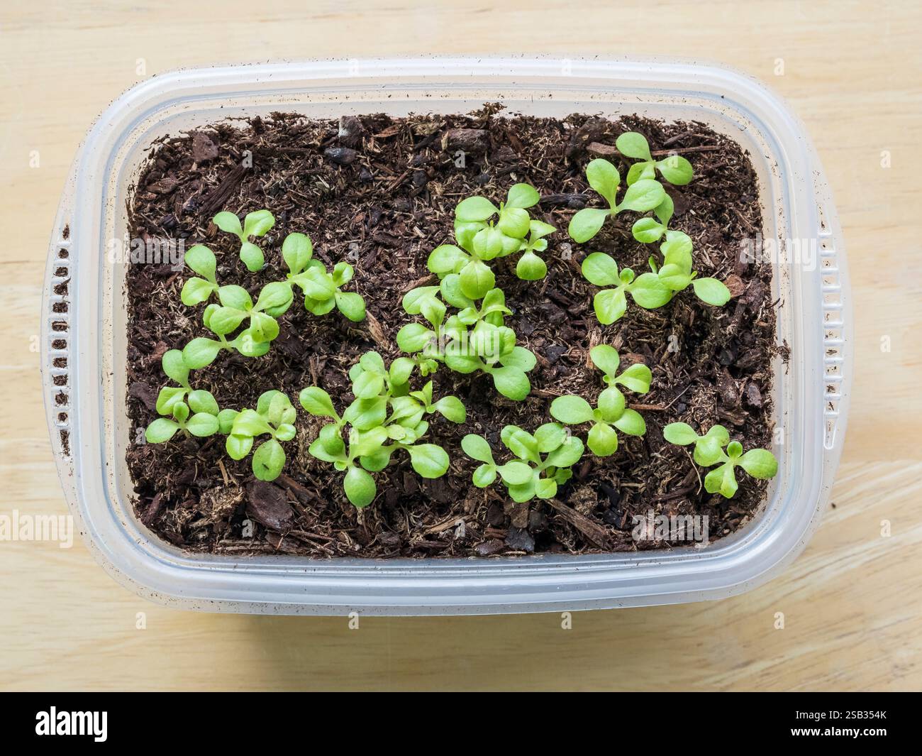 Overhead view of small young lettuce seedlings growing in potting soil ...