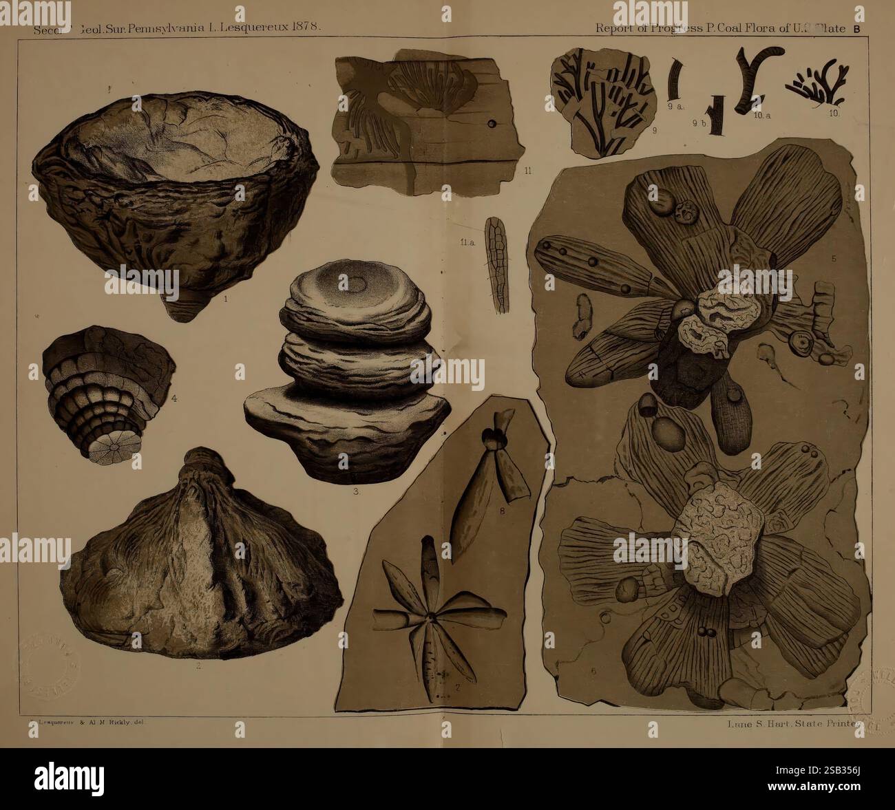 Various fossilized plants hi-res stock photography and images - Alamy