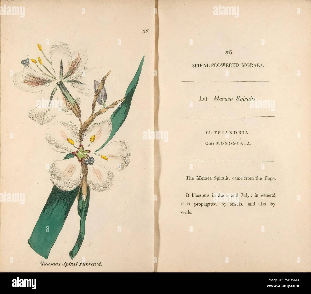 Moraea spiralis originates hi-res stock photography and images - Alamy