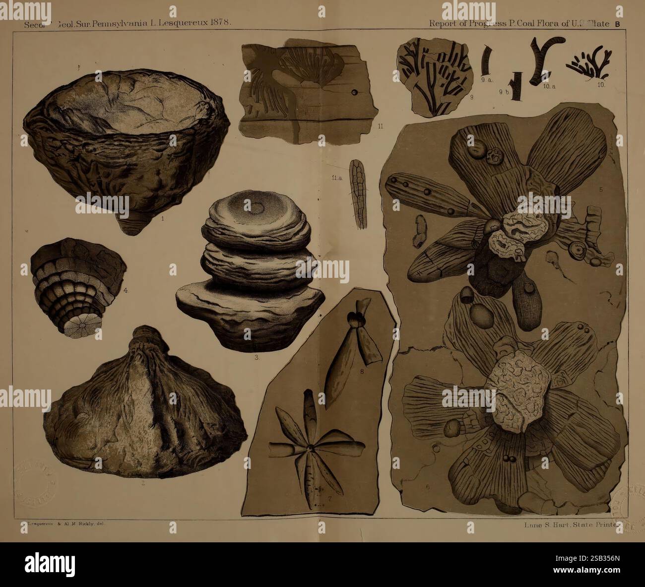 Description, of, the, coal, flora, of, the, Carboniferous, formation ...