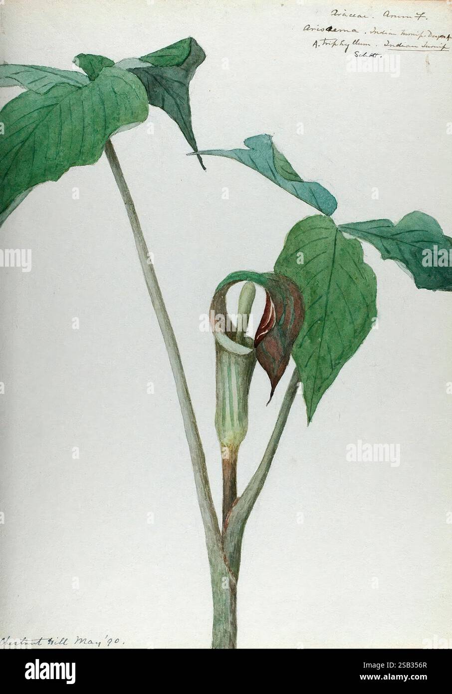 Artists careful observation captures hi-res stock photography and ...