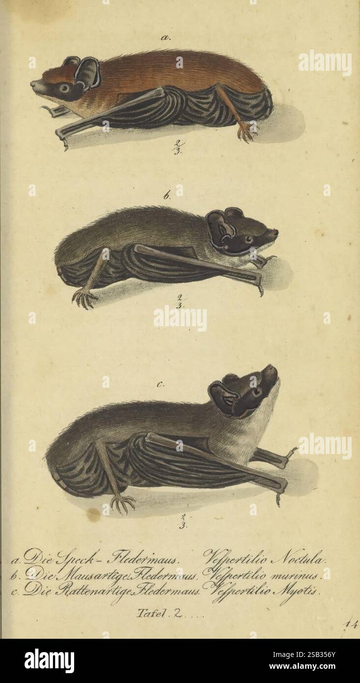 Bat labeled hi-res stock photography and images - Alamy