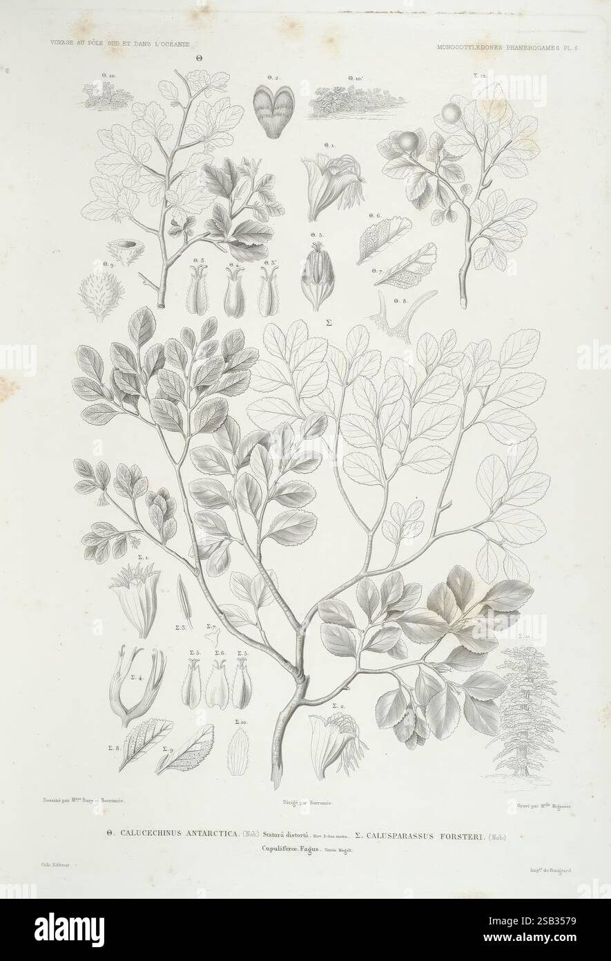 Detailed depictions of different plant species hi-res stock photography ...