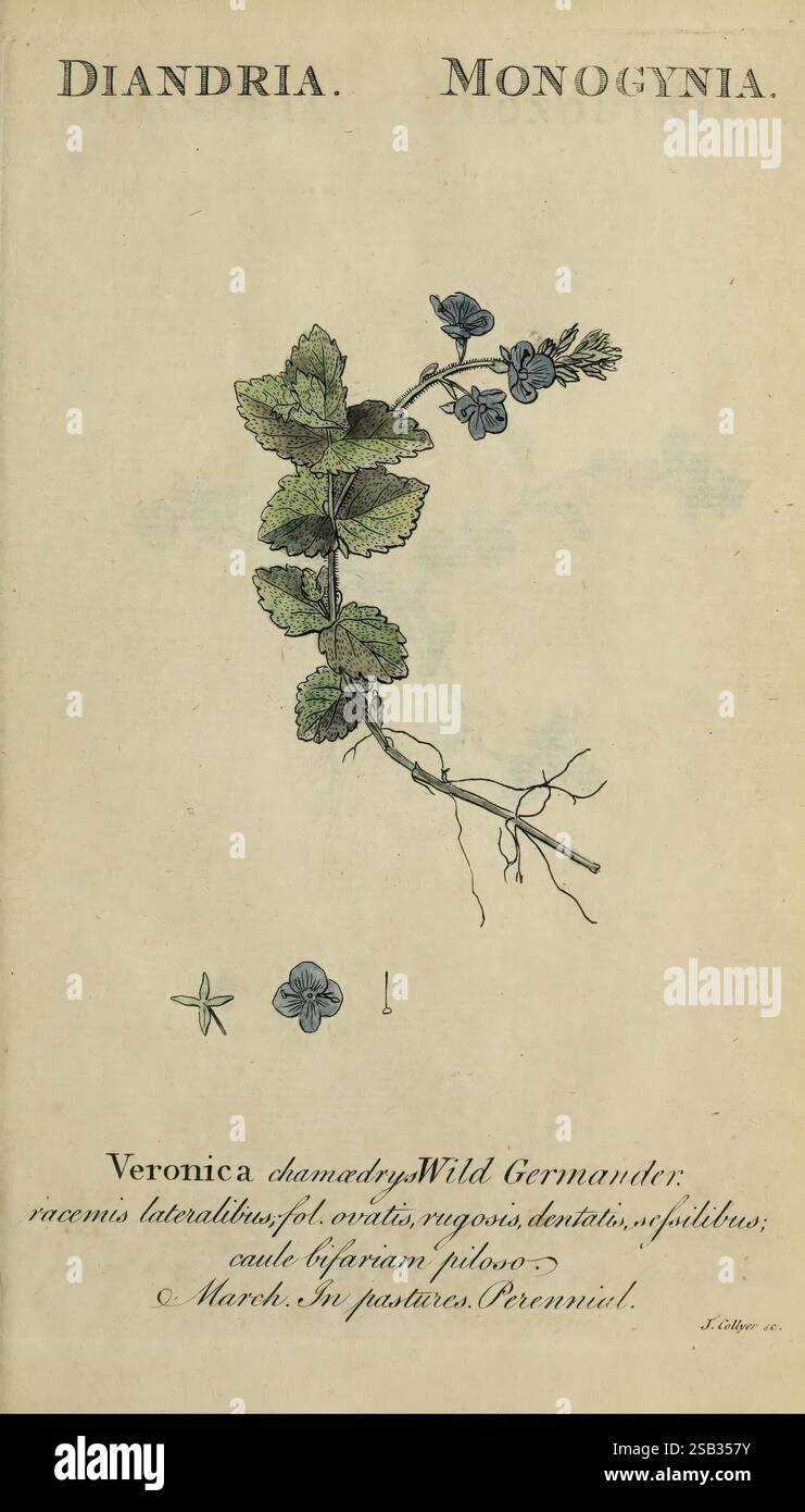 Flora britannica indigena, Bath, 1778, botany, Great Britain ...