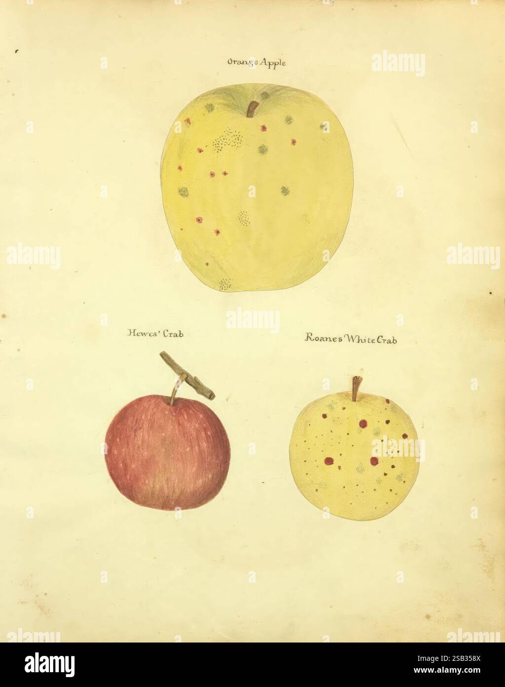 William Coxe manuscript 1810-1831, The illustration features three ...