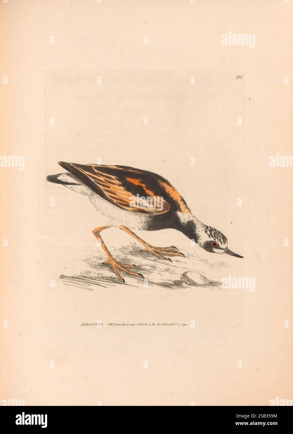 The birds of Great Britain, 1795-1801, Museum of Comparative Zoology, A ...