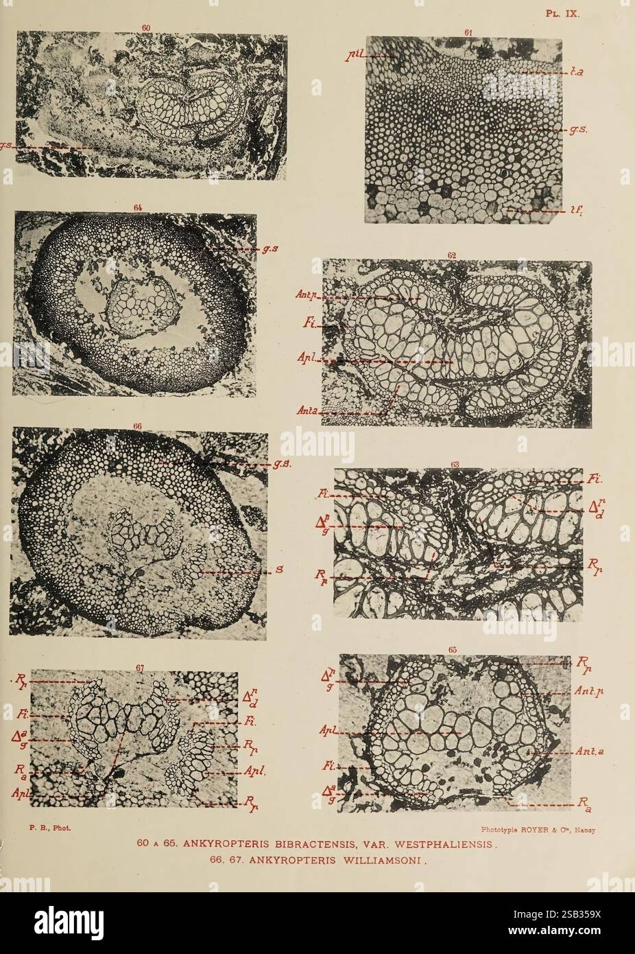Various botanical terminologies hi-res stock photography and images - Alamy