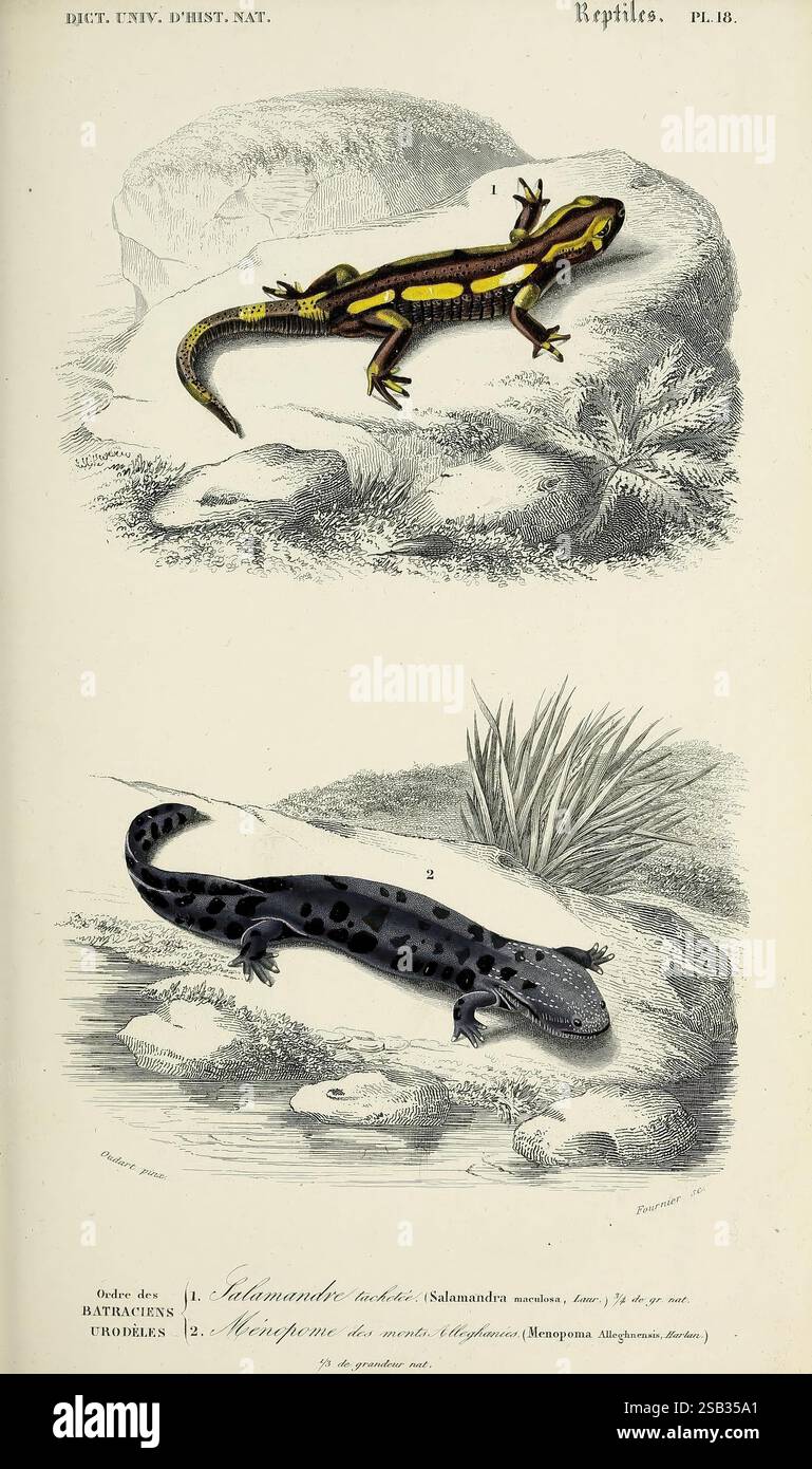 Salamanders slender body hi-res stock photography and images - Alamy